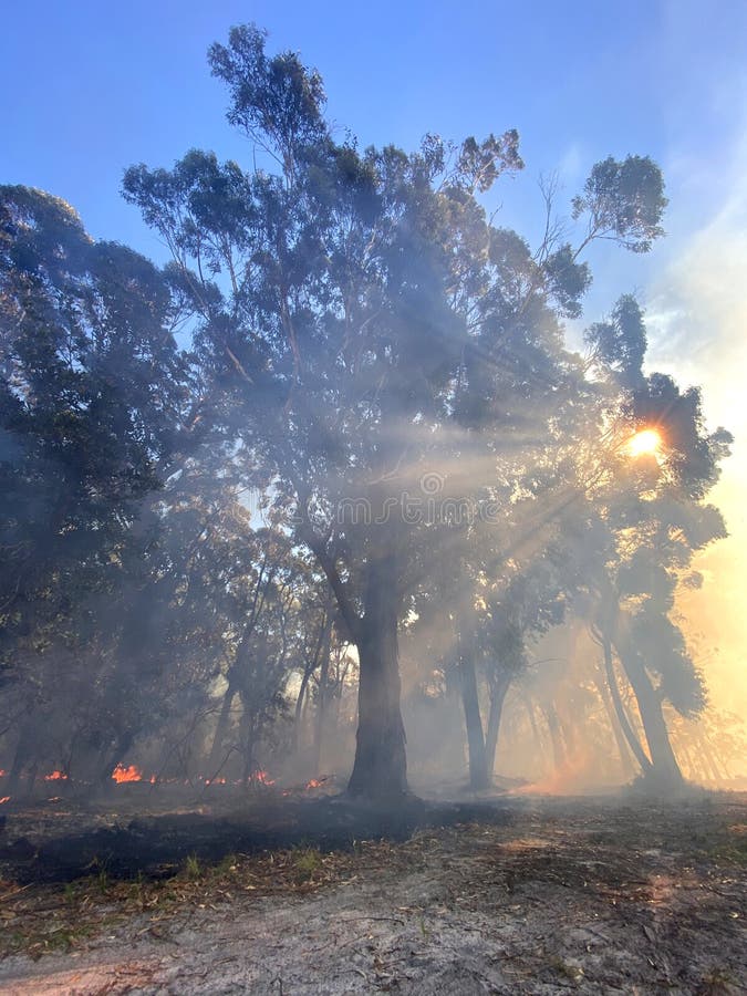 Bushfire Australia 4 stock image. Image of smoked, bush - 44653027