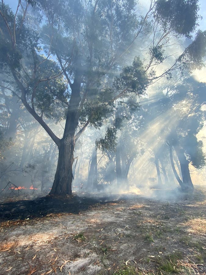 Bushfire Australia 4 stock image. Image of smoked, bush - 44653027