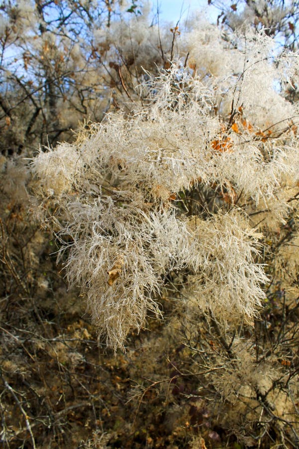Smoke Tree Cotinus Coggygria Scop. Stock Photo - Image of anacardiaceae ...