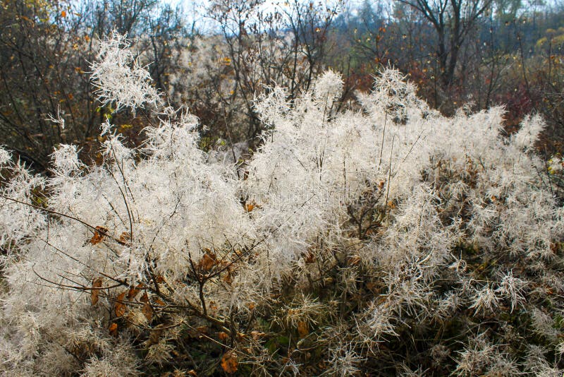 Smoke Tree Cotinus Coggygria Scop. Stock Photo - Image of leaf, forest ...