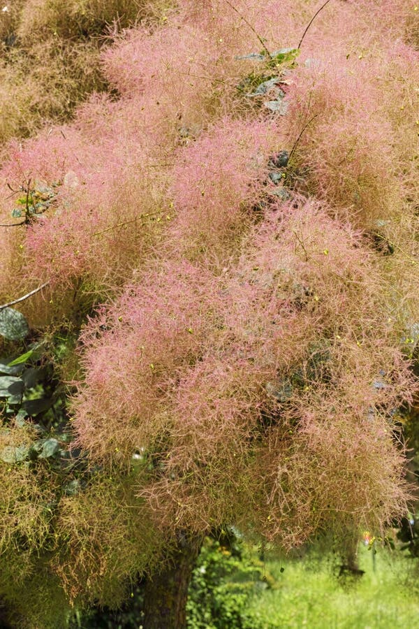 Smoke Tree, Detail of the Inflorescences Stock Image - Image of growth ...
