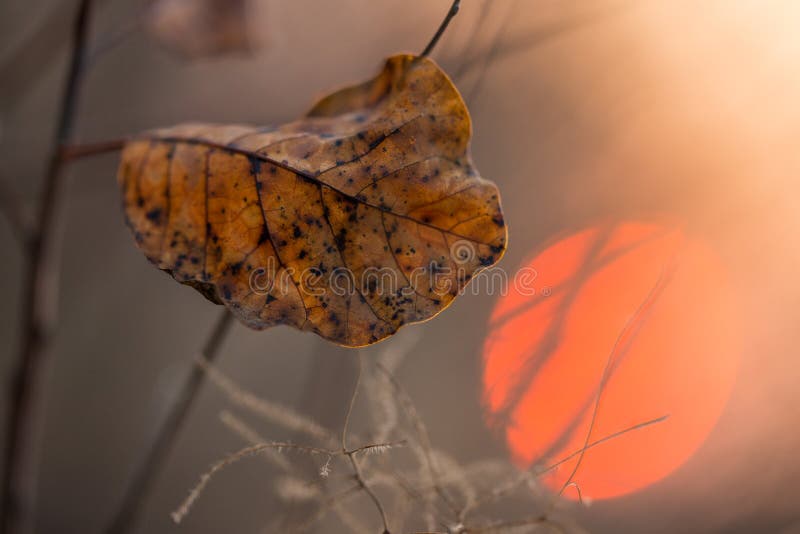 Smoke tree leaf at sunset stock image. Image of branch - 81777923