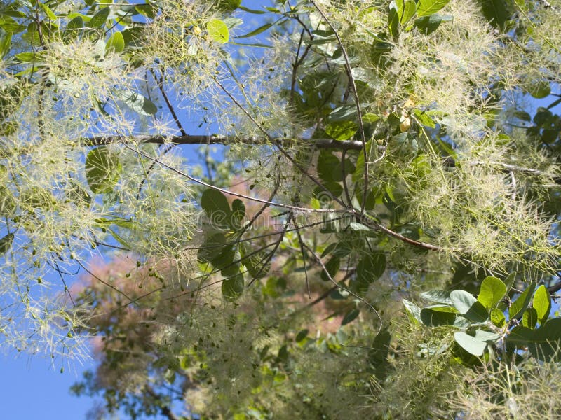 Smoke tree in the park stock image. Image of like, flowering - 117621579