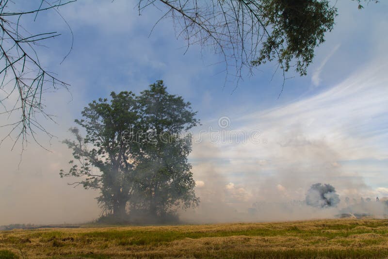 Smoke trees bamboo stock image. Image of food, land, crop - 41397971