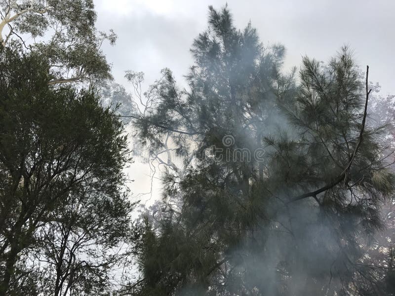 Smoke and Trees stock photo. Image of campfire, forest - 95092126