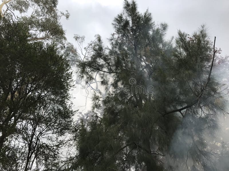 Smoke and Trees stock photo. Image of campfire, forest - 95092126