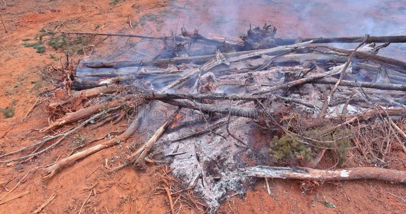 Tree Cut and Burned. Tree Trunk Burned Due To Deforestation Stock ...