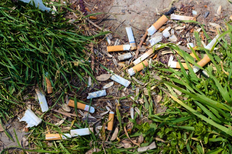 Smoked Cigarettes Butts Trash in Grass, Nature, Ecology Stock Photo ...