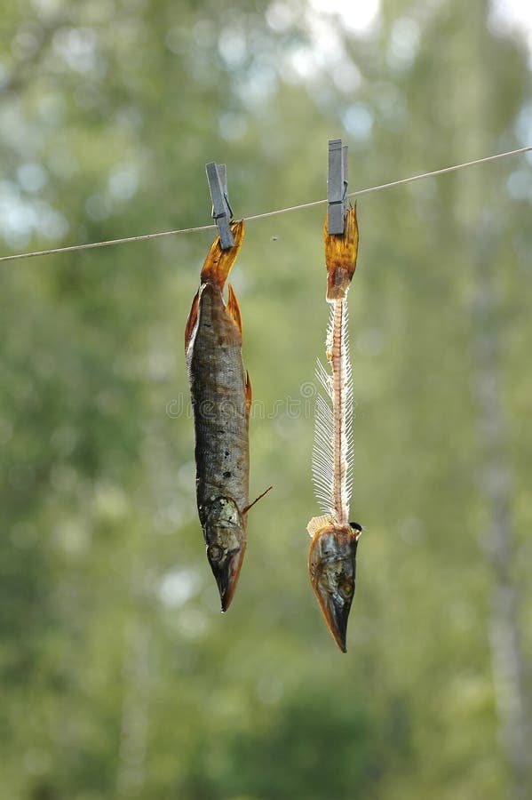 Smoked fish stock photo. Image of closeup, dead, golden - 27252146