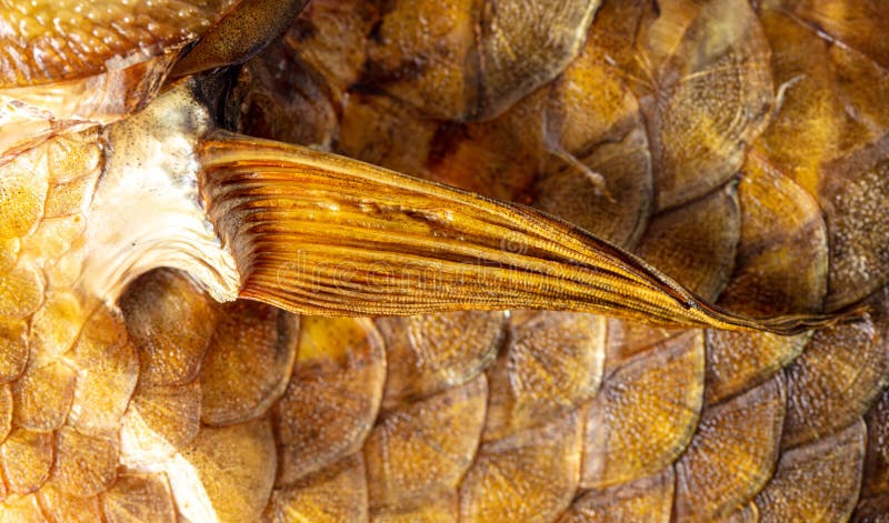 Smoked Fish Fin As Background Stock Photo - Image of healthy, single ...