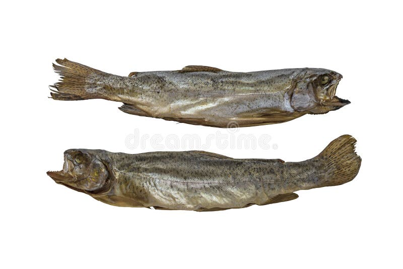Smoked Fish Isolated on White. Dried Kippered Trout Fish Stock Photo ...