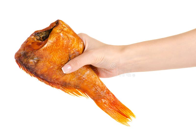 Smoked fish perch in hand stock photo. Image of processing - 121648704