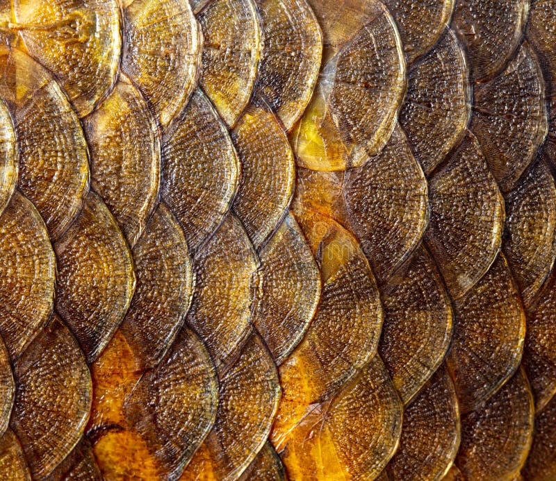 Fish scales stock image. Image of background, study, isolated - 6773381