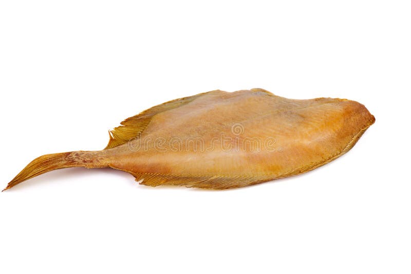 A Single Flatfish Washed Up Ashore on the Dutch Coast and Thrown Back ...