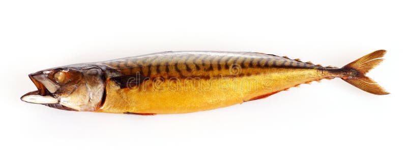 Smoked Mackarel isolated stock image. Image of fish, salt - 19393969