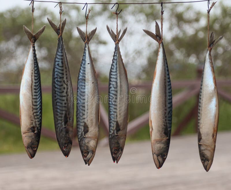 Smoked Mackerel Fish is Dried Outside Stock Photo - Image of drying ...