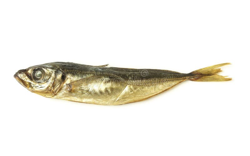 Herring Scad Stock Photos - Free & Royalty-Free Stock Photos from ...