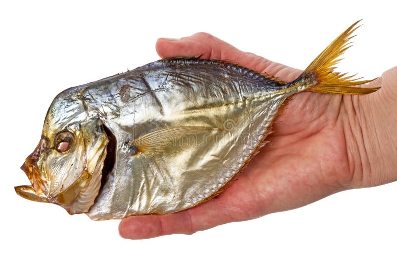 Smoked Selene Setapinnis, Also Known As Atlantic Moonfish or Vomer ...