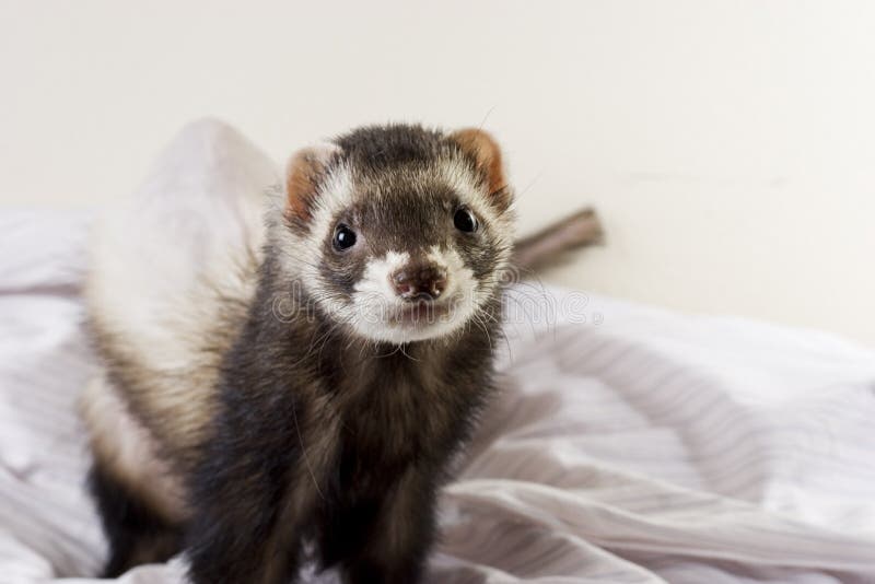 Furet Femelle De Sable Noir De Roo Photo stock - Image du scène ...