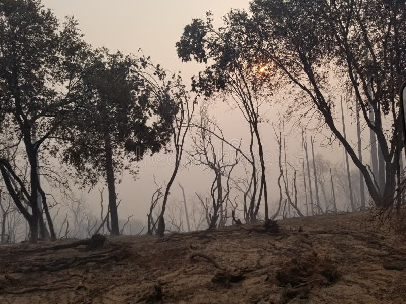 Smokey forest pond stock photo. Image of creative, autumn - 115381294