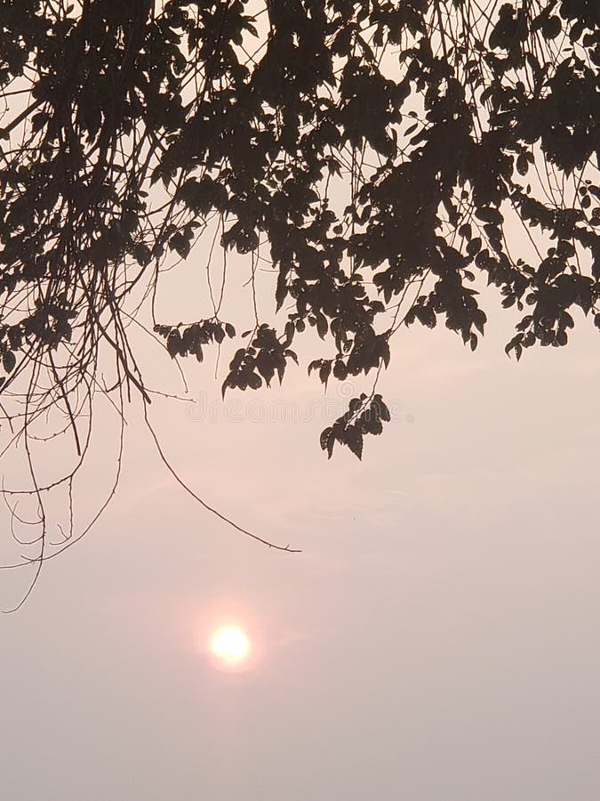 Smokey sky sun and tree stock image. Image of wall, line - 196794661