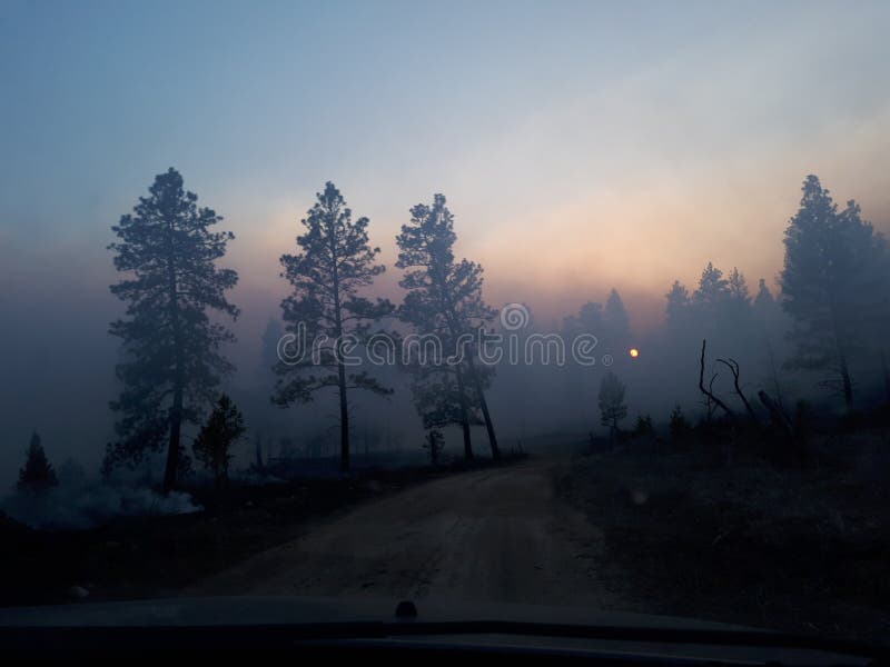 Smokey trees stock image. Image of controlled, slash - 117731581