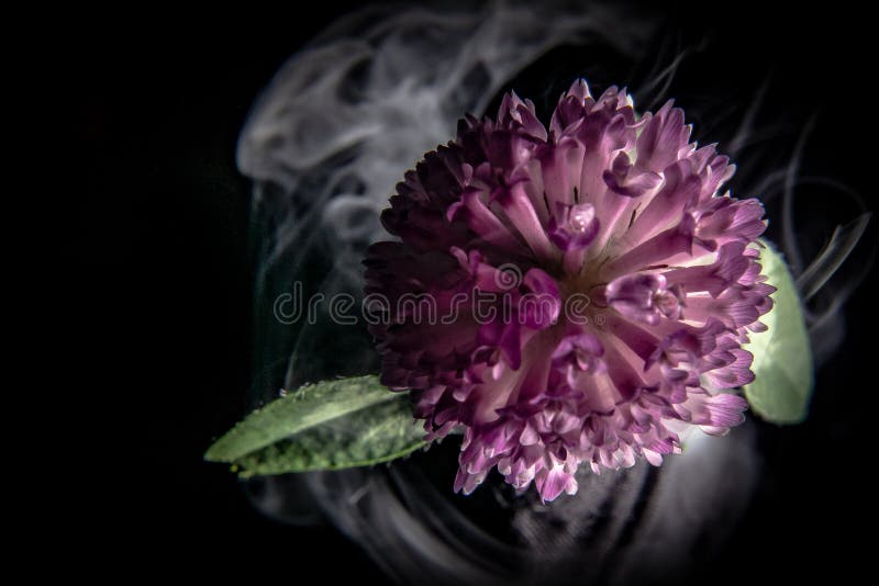 Smokey wild flower stock photo. Image of smokey, wild - 128493380