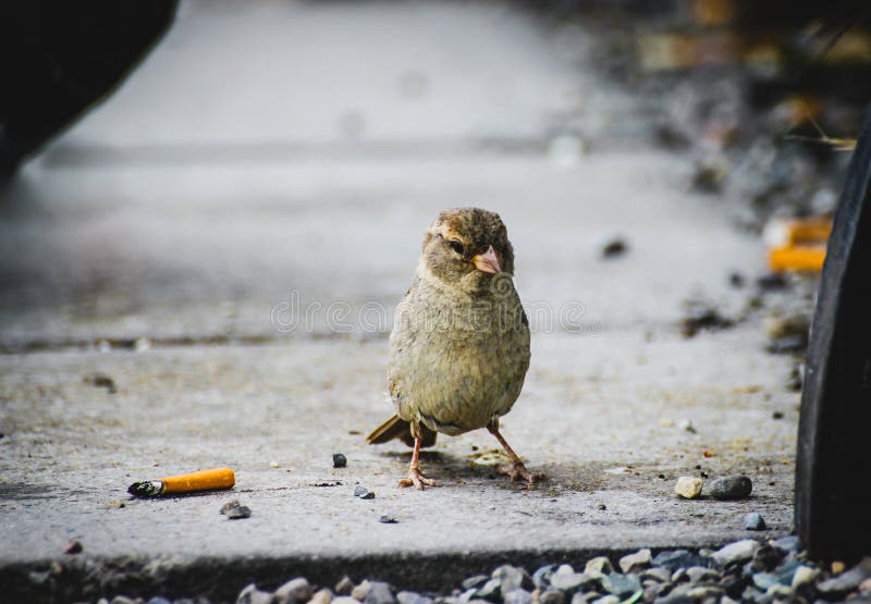 Smoking bird stock image. Image of tobacco, yellow, abandoned - 71950339