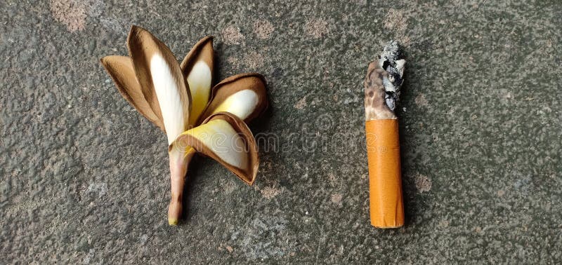 Smoking cigarettes flower stock photo. Image of green - 177101804