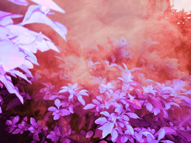 Smoking flower beauty stock photo. Image of cool, smoking - 162841114