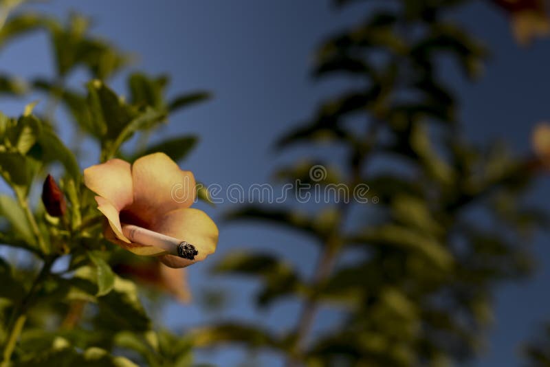 The smoking flower stock image. Image of dramatic, smoking - 89416707