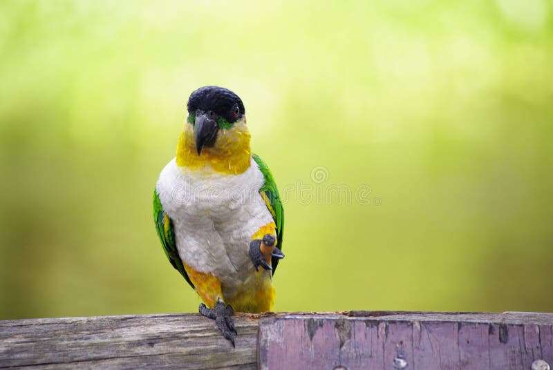 Smoking Parrot stock image. Image of bill, green, daring - 13132543