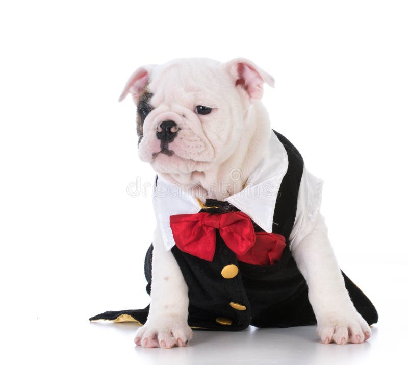 Smoking Que Lleva Del Perrito Foto de archivo - Imagen de purebred ...