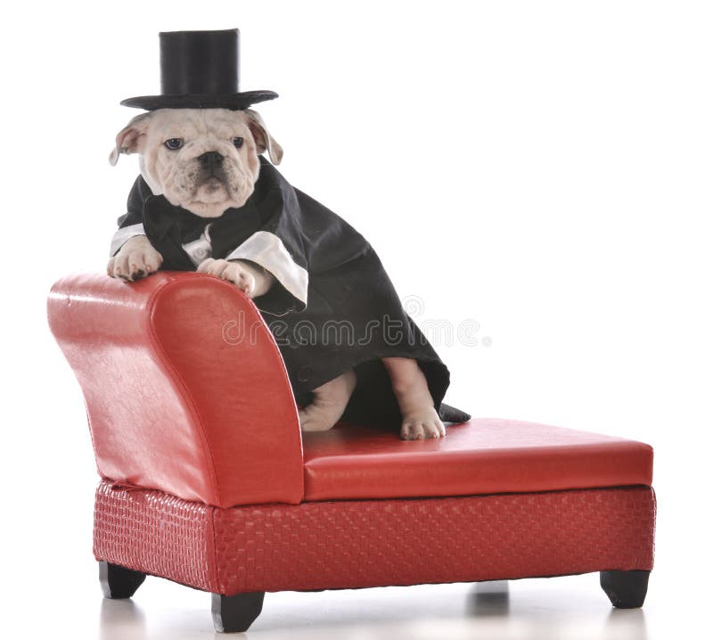 Smoking Que Lleva Del Perrito Lindo Imagen de archivo - Imagen de perro ...