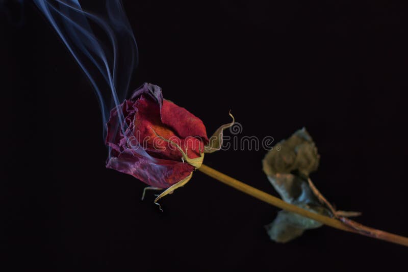 Smoking Red Rose stock image. Image of lost, decay, close - 10552527