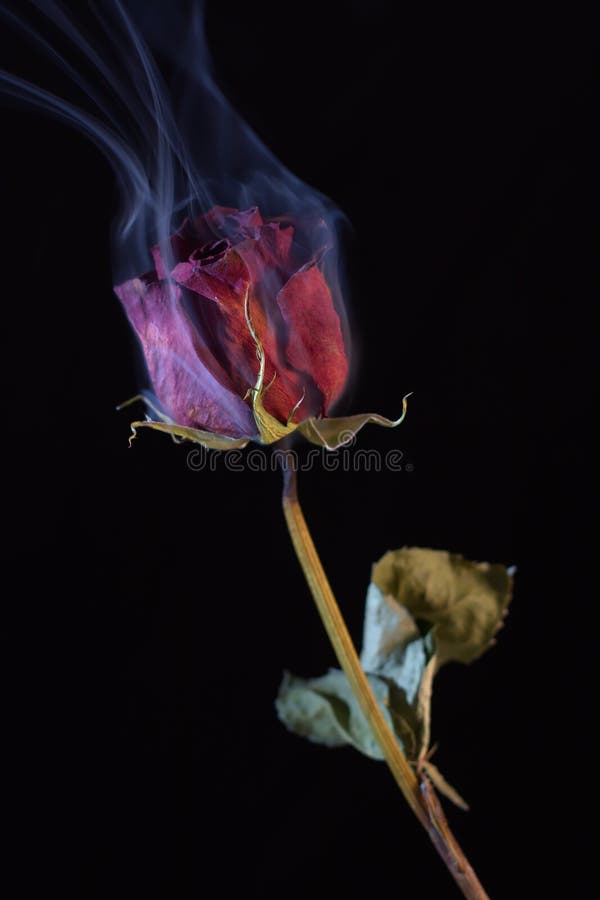 10+ Smoking rose Free Stock Photos - StockFreeImages