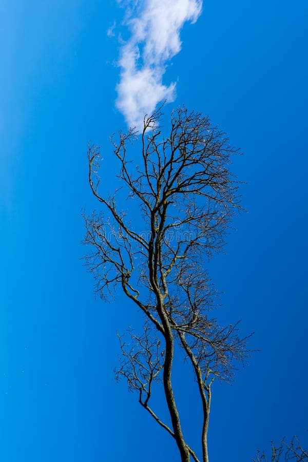 The Smoking Tree stock photo. Image of blue, colours - 90171466