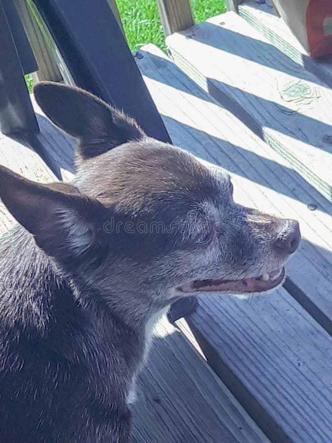 Smoky Bandit Stock Photos - Free & Royalty-Free Stock Photos from ...