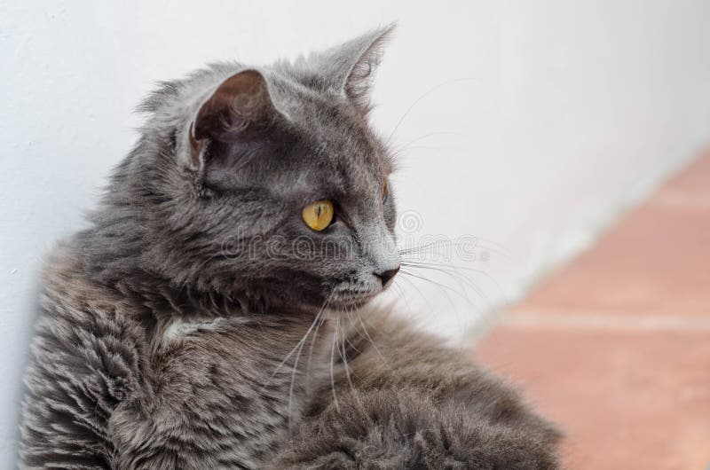 Smoky cat stock image. Image of domestic, hair, feline - 84032097