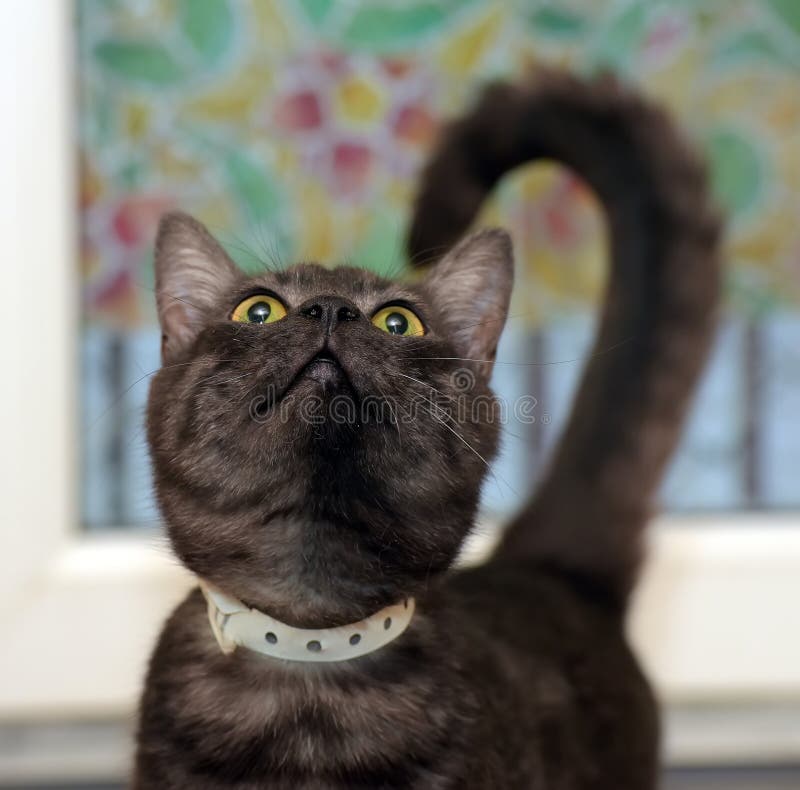 Smoky cat with orange eyes stock photo. Image of kitty - 121962224