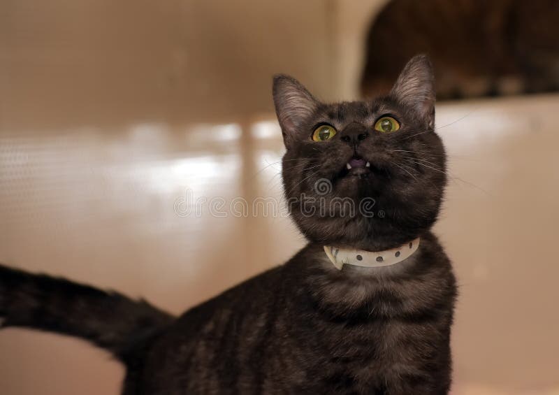 Smoky cat with orange eyes stock image. Image of adorable - 121962227