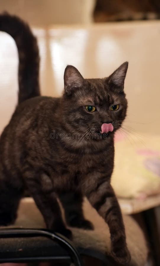 Smoky cat with orange eyes stock photo. Image of alert - 121962208