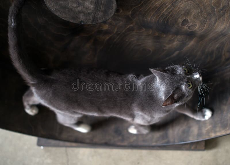 Smoky cat. stock photo. Image of kitty, playing, domestic - 69446926
