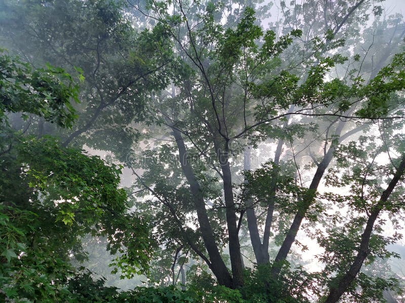 Smoky Forest Fourth of July Stock Photo - Image of tree, sunlight ...
