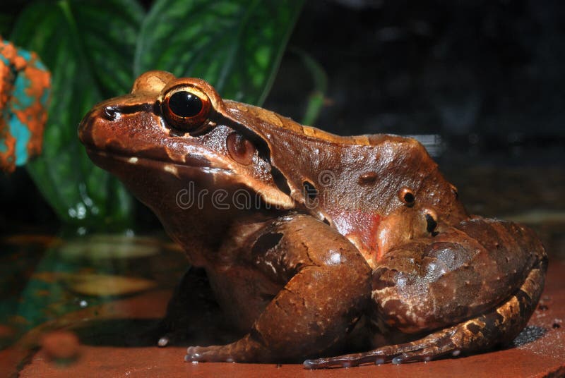 Smoky Jungle Frog stock image. Image of frog, south, wildlife - 6136649