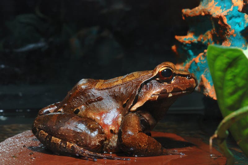 SMOKY JUNGLE FROG Picture. Image: 6208204