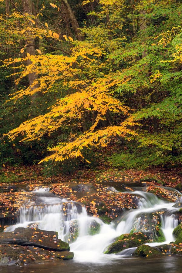 Smoky Mountain Fall Stream stock image. Image of national - 61963331