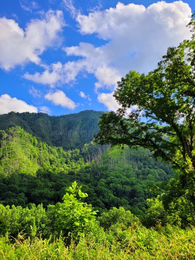 Smoky mountain range stock image. Image of tree, flower - 262223791