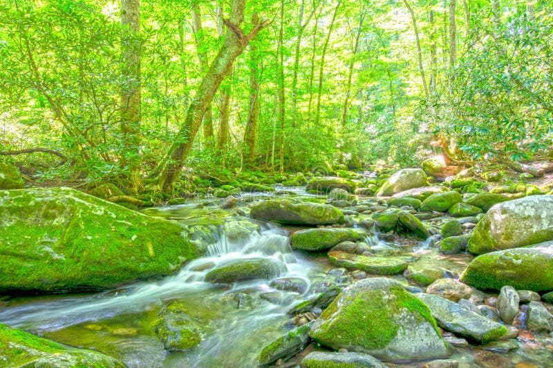 Smoky Mountain Stream stock photo. Image of great, bird - 338116374