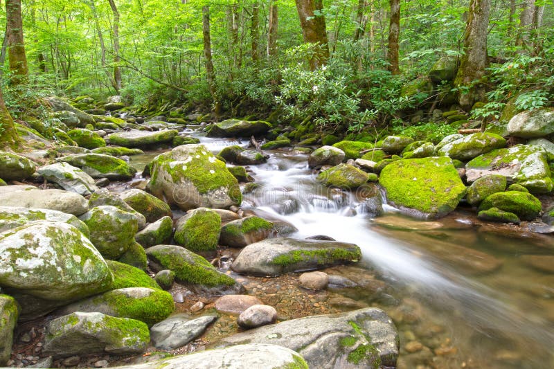 Smoky Mountain Stream stock photo. Image of bunting - 338116424